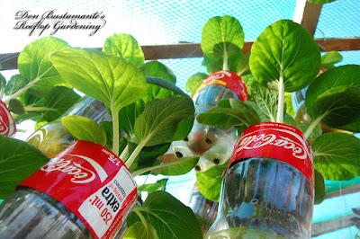 Don Bustamante's Rooftop Garden: Hanging Pechay