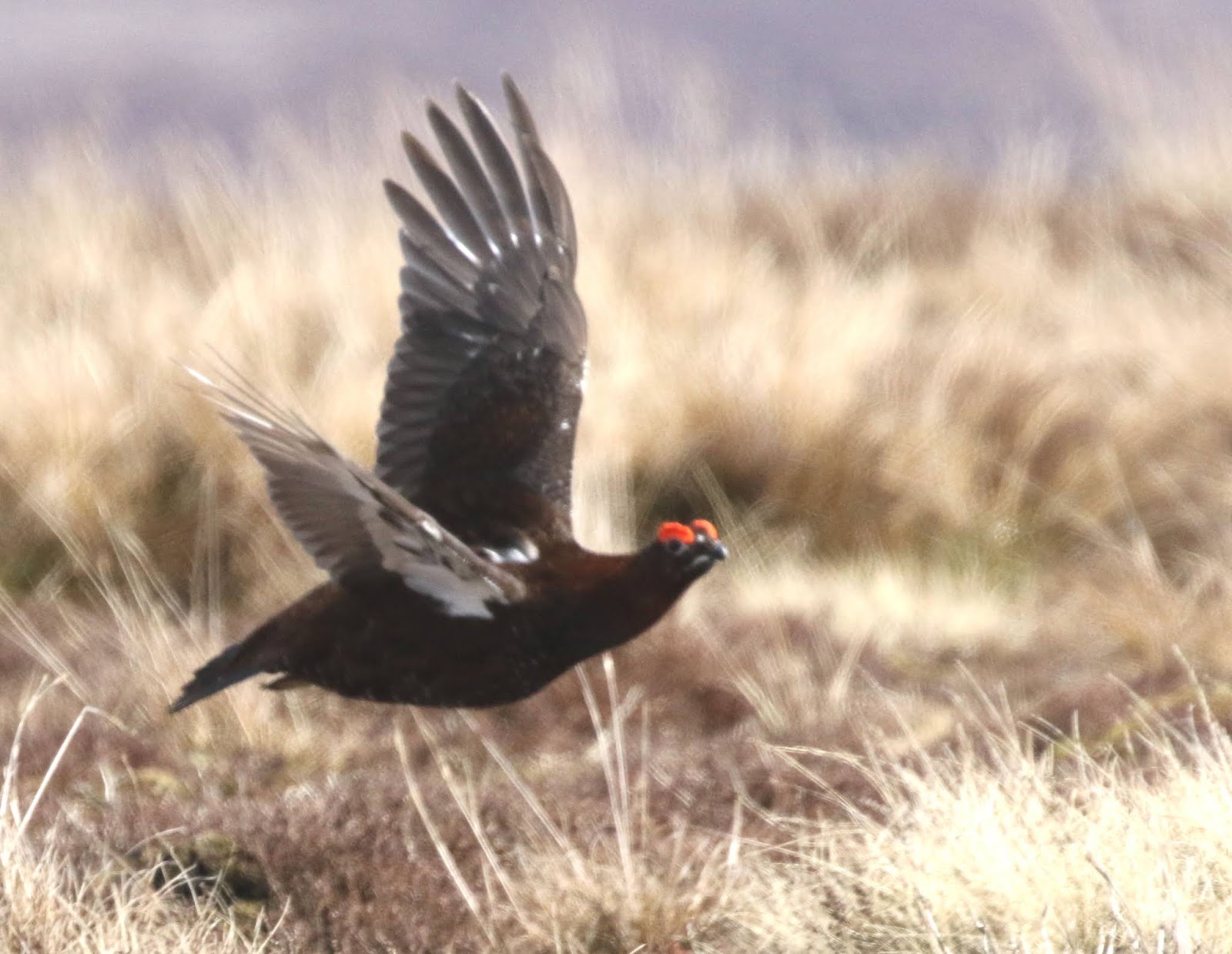 Birding with Flowers: Birding from a Vehicle