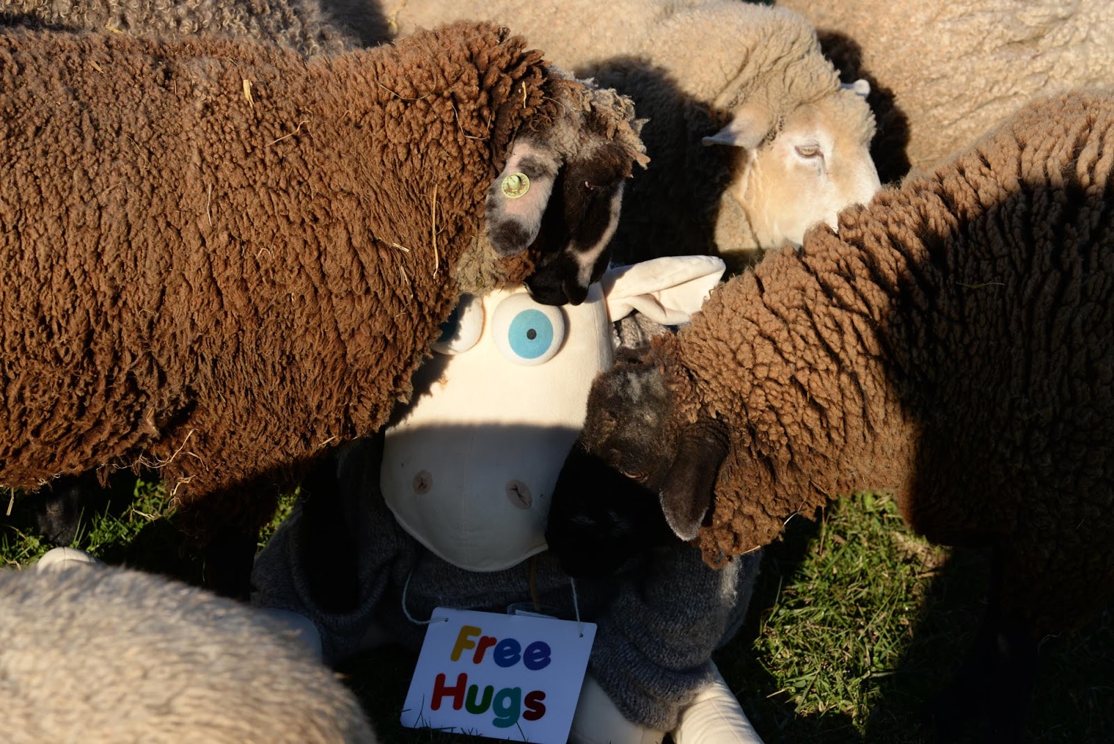 Punkin's Patch: Hug A Sheep Day - 2020 Style