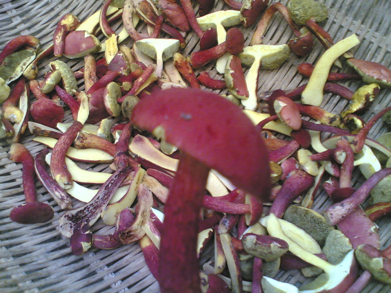 CATATAN ALESTI: Pelawan Mushroom