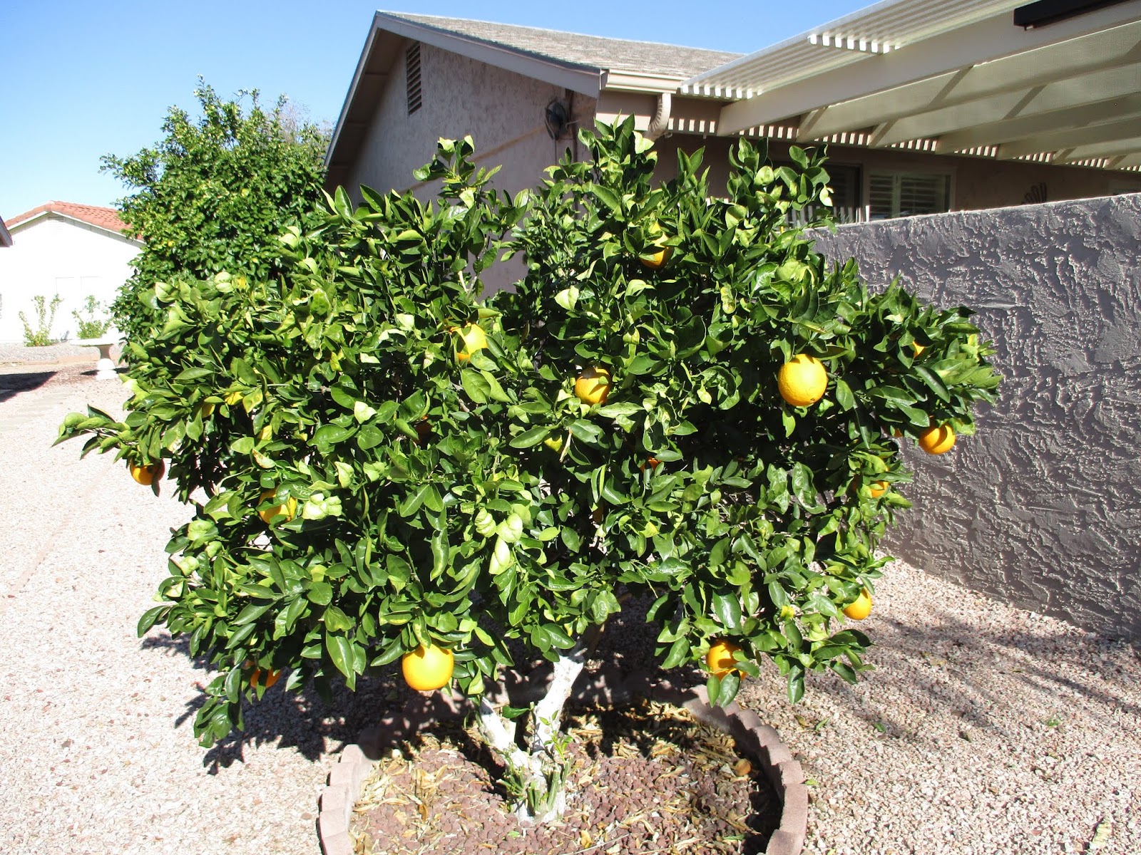 Rob & Yvonne's Az Living: Citrus trees and rainy day
