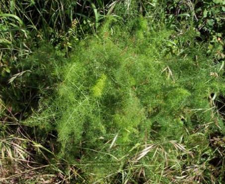 MySelf Manualidades: PLANTAS MEDICINALES ABUNDANTES EN GALICIA DE ...