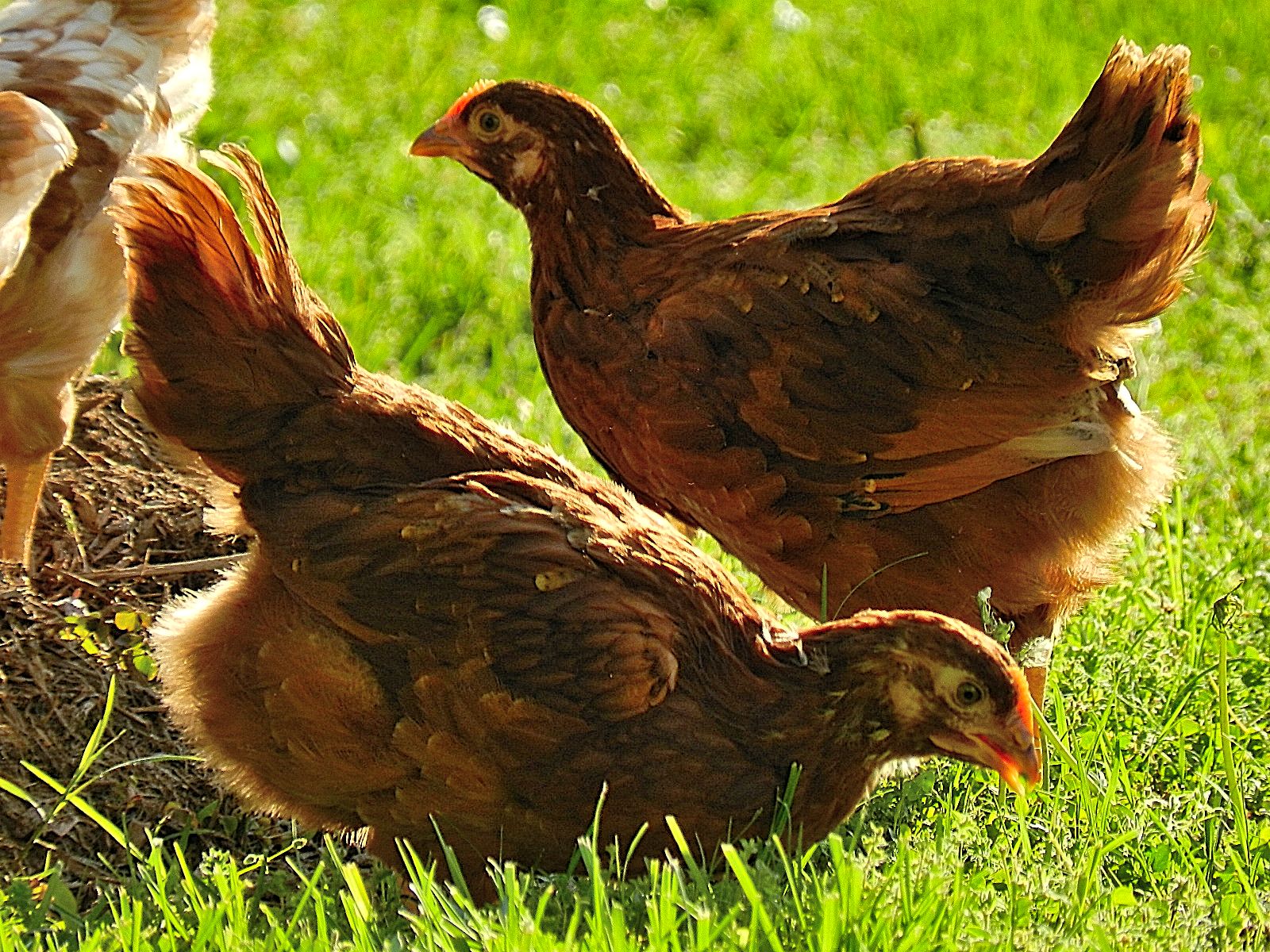 Palmetto Acres Garden: Pullets, the Sixth Week