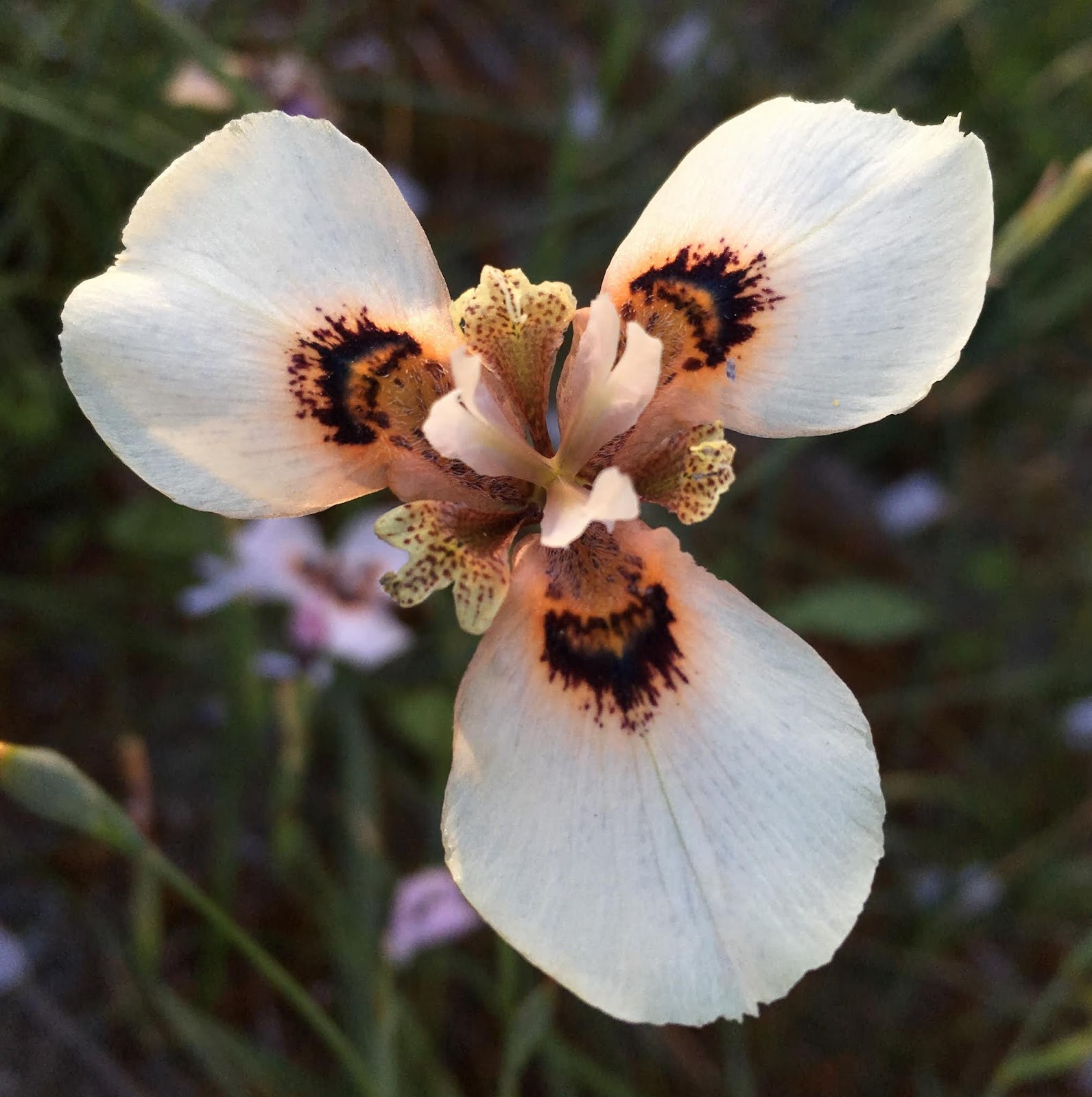 Growing Cool Plants: New Moraea Hybrids, 2020