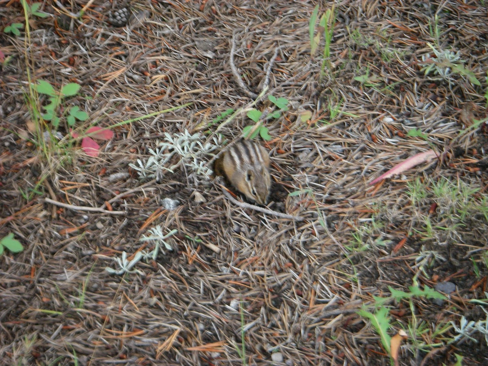 Veggie Voyagers: September 2013