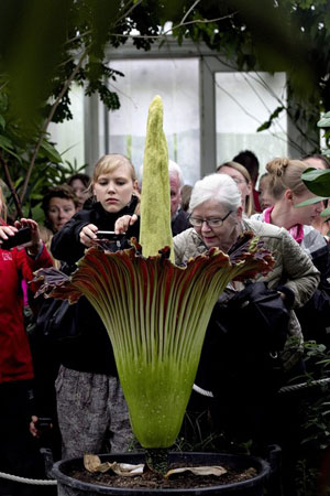 Bunga mayat mekar selepas sembilan tahun ~ seribupilihan