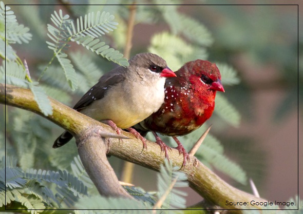 കുങ്കുമക്കുരുവി. RED AVADAVAT.