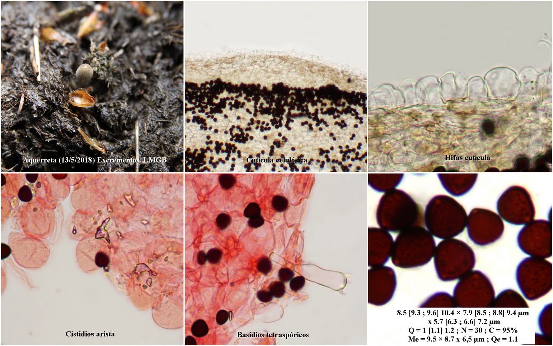 Microscopía de hongos. Vol 4. O - R: Parasola misera