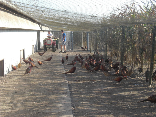 Welkom in de vlinderklas!: Bezoek fazantenkwekerij