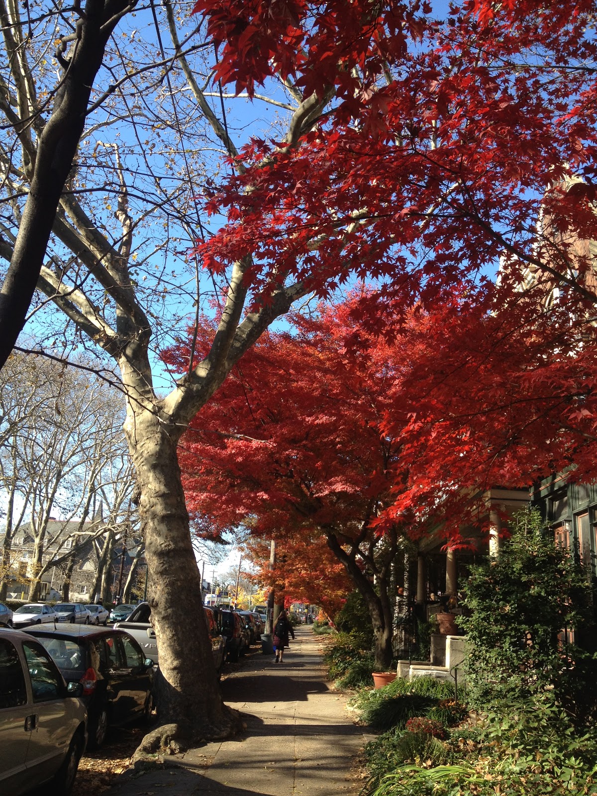 PHILLY TREES: CATCHING COLOR