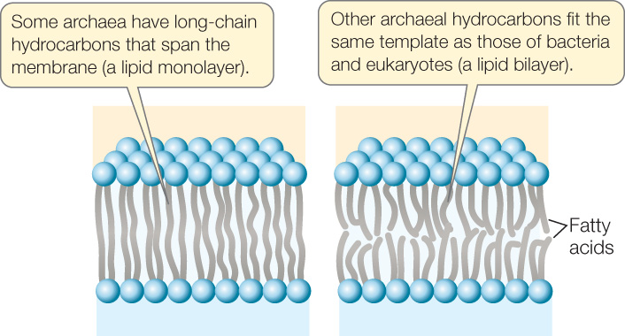Merlins Micro World: Archaea Bacteria - Structure and chemical ...