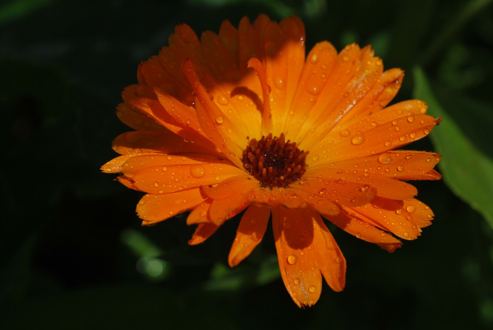 Debbie Ford…The life she touched – Center for Spiritual Living ...