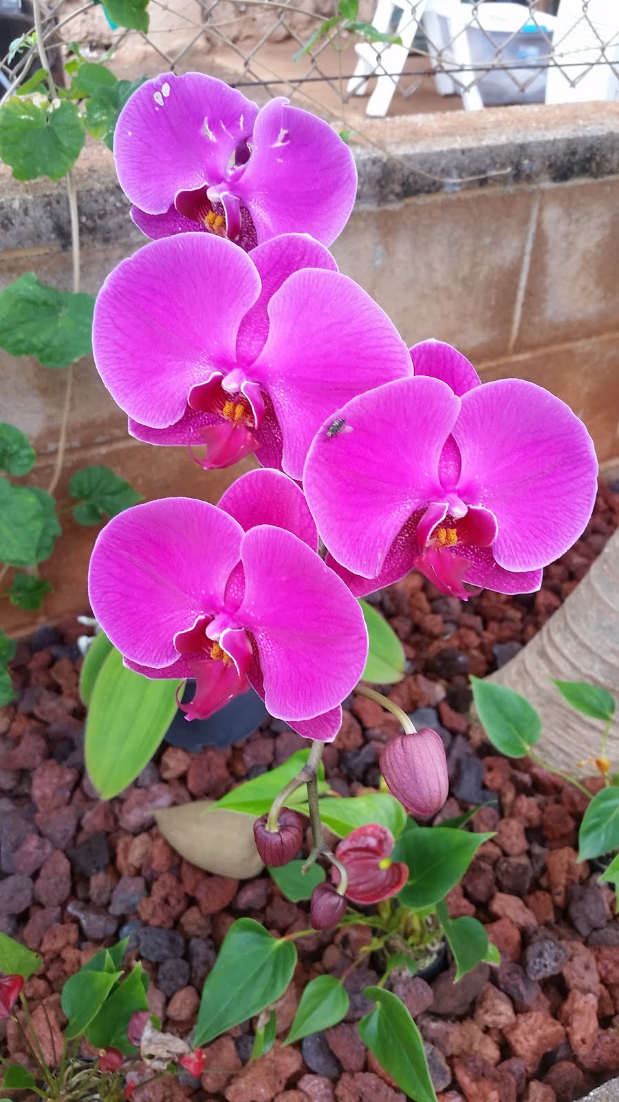 My Summer Vacation: Pu'uhonua o Waianae