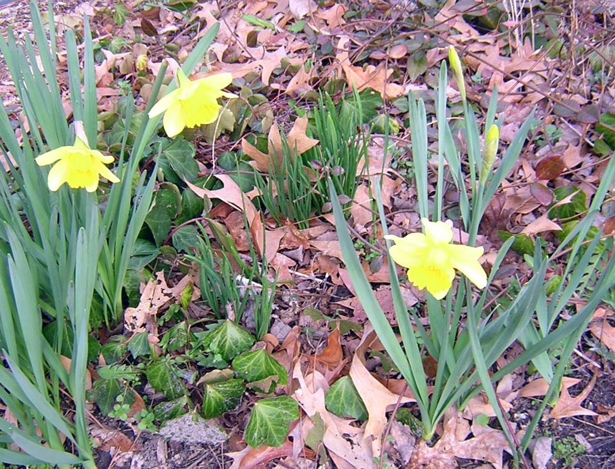 Still Waters--Notes from a Virginia Shire: Dance of the Daffodils