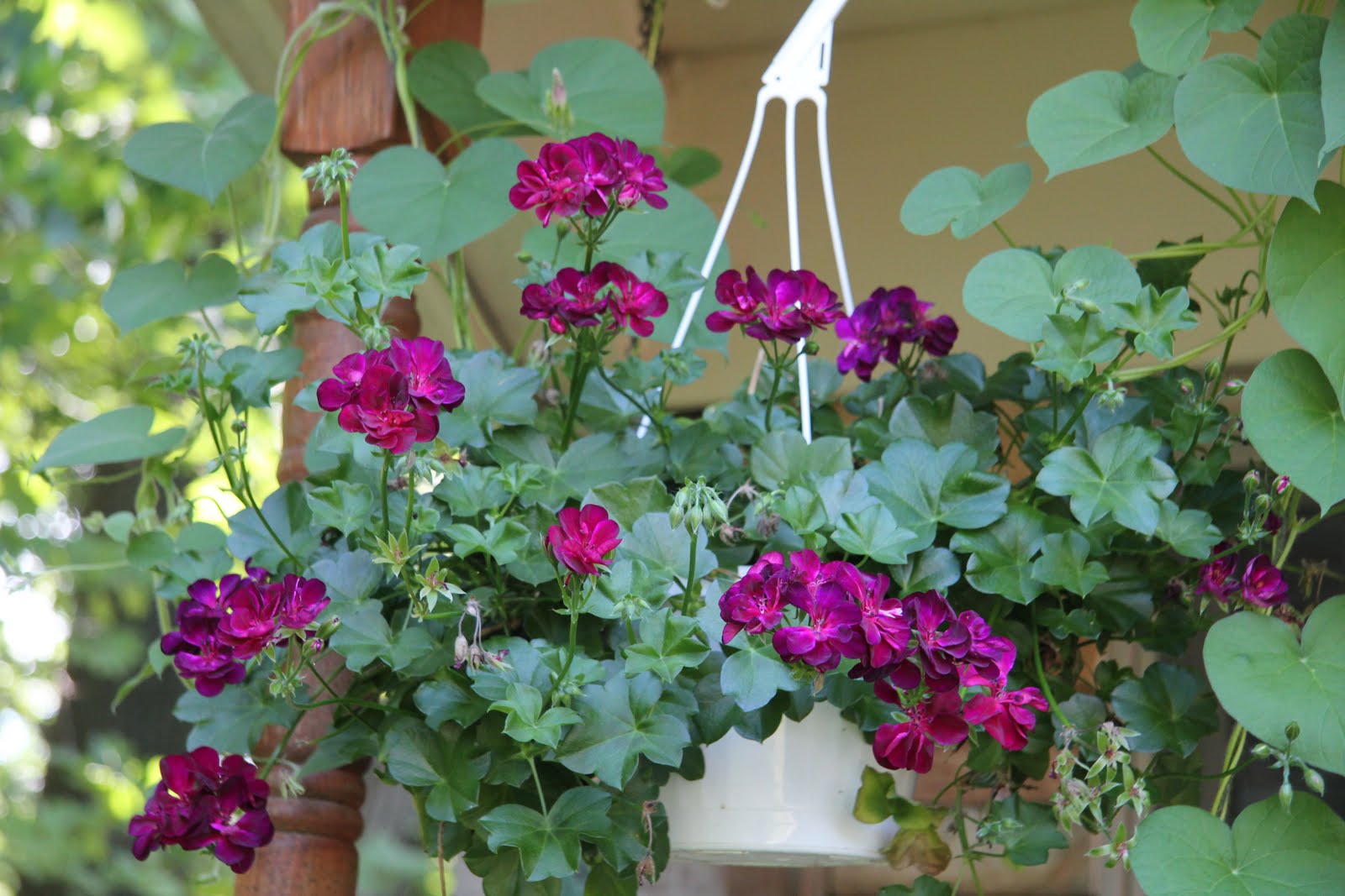 Gardening and Gardens: What's Blooming: July