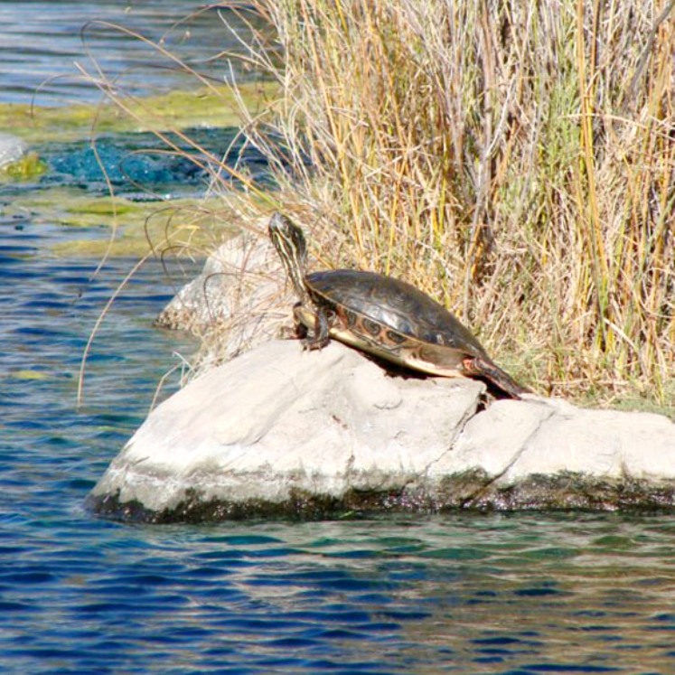 archaeo-sororis: southwestern turtle effigy