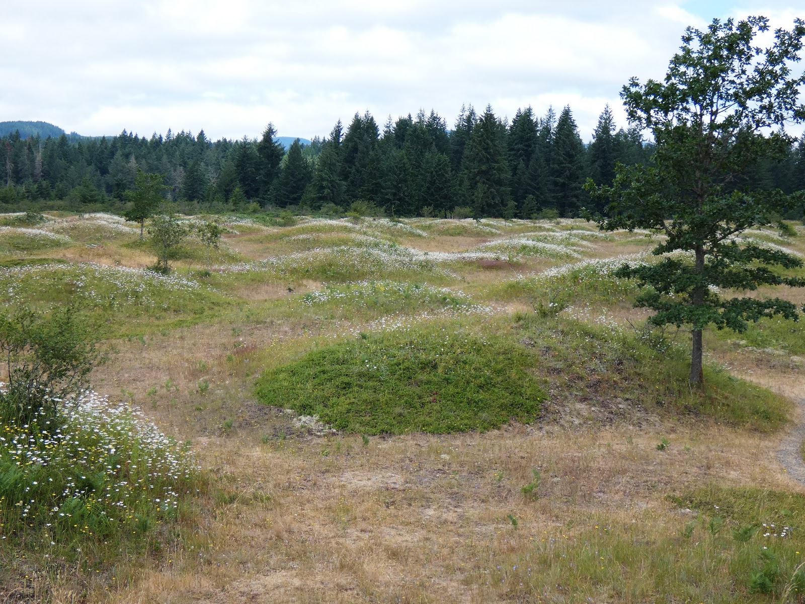 Geotripper: Burial Mounds of the Kings of the Rohirrim? Got a Better ...
