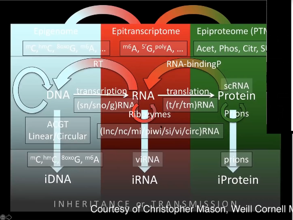 "La Vie Hospitalière" est dédié à Lucienne VANCLOOSTER: La généticienne ...