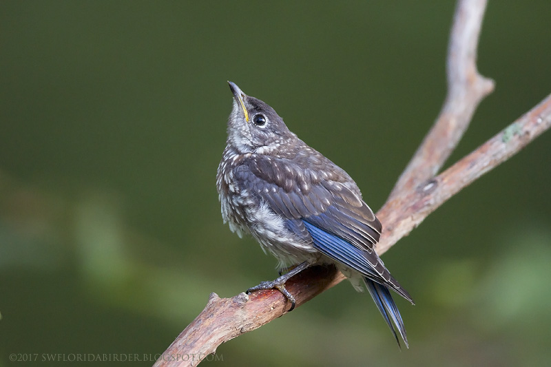A Bird Sanctuary In Killingworth, CT Pt. III | Focusing on Wildlife