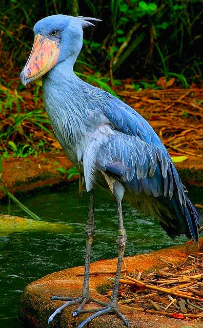 حيوانات الارض Earth's Animals: طائر الشوبيل - shoebill bird
