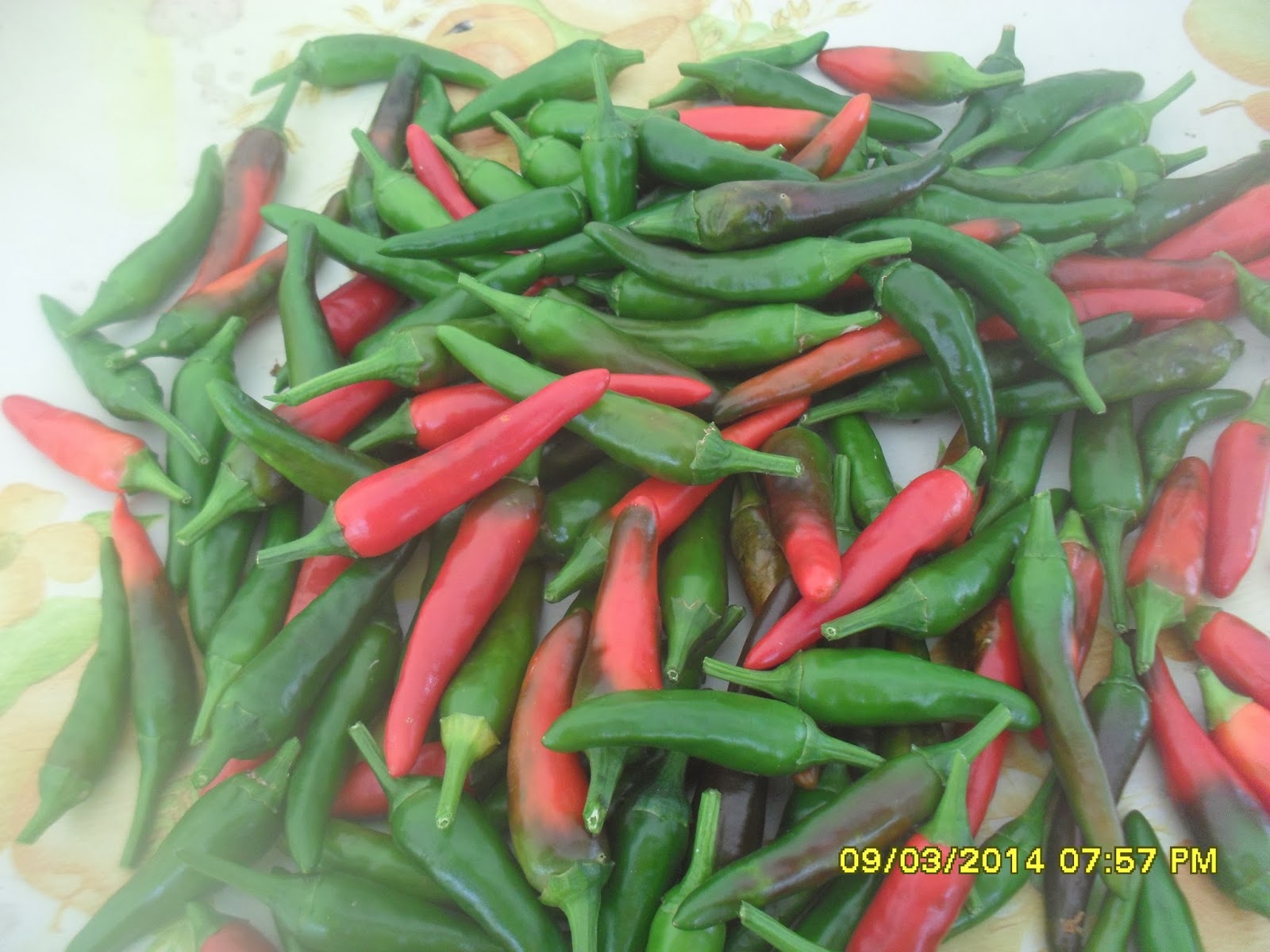 Red Hot Aie Chillies