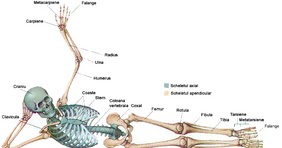 Biologie 8: 13 Scheletul uman. Scheletul axial