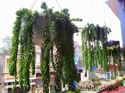 SEN ĐÁ CHUỖI NGỌC CHUỖI HẠT TREO ẤN TƯỢNG