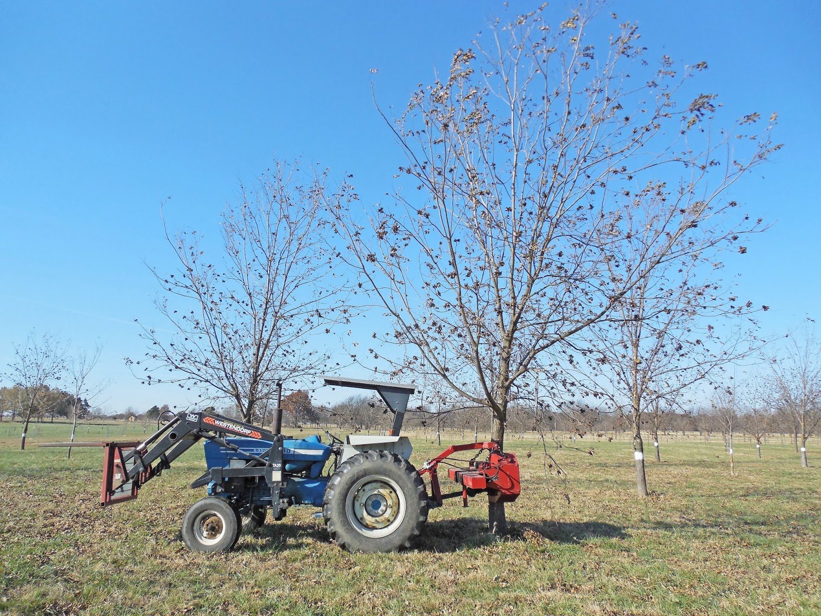 Northern Pecans: Finally, pecan harvest underway