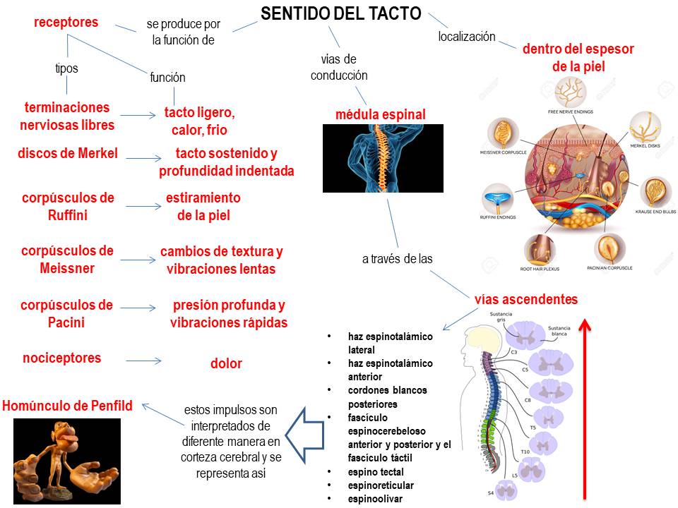 Blog Fisiología UAS: Sentido del Tacto