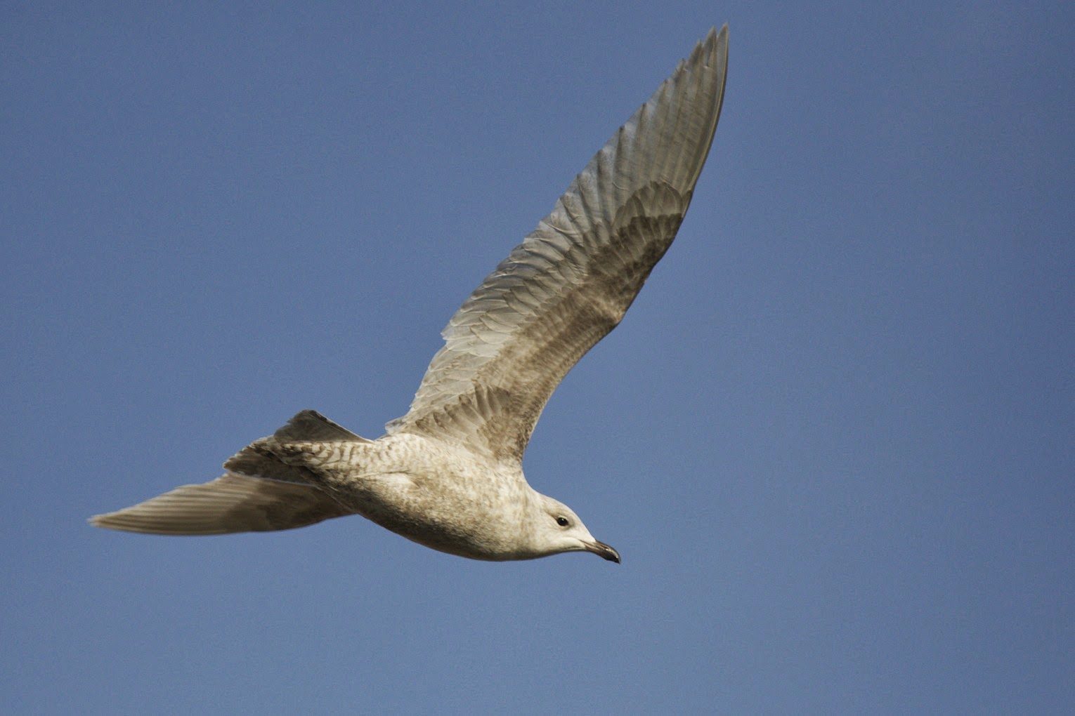 Harry Ramm's Birding Blog