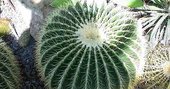 Kaktus og sukkulenter for begynnere (fra arkivet)