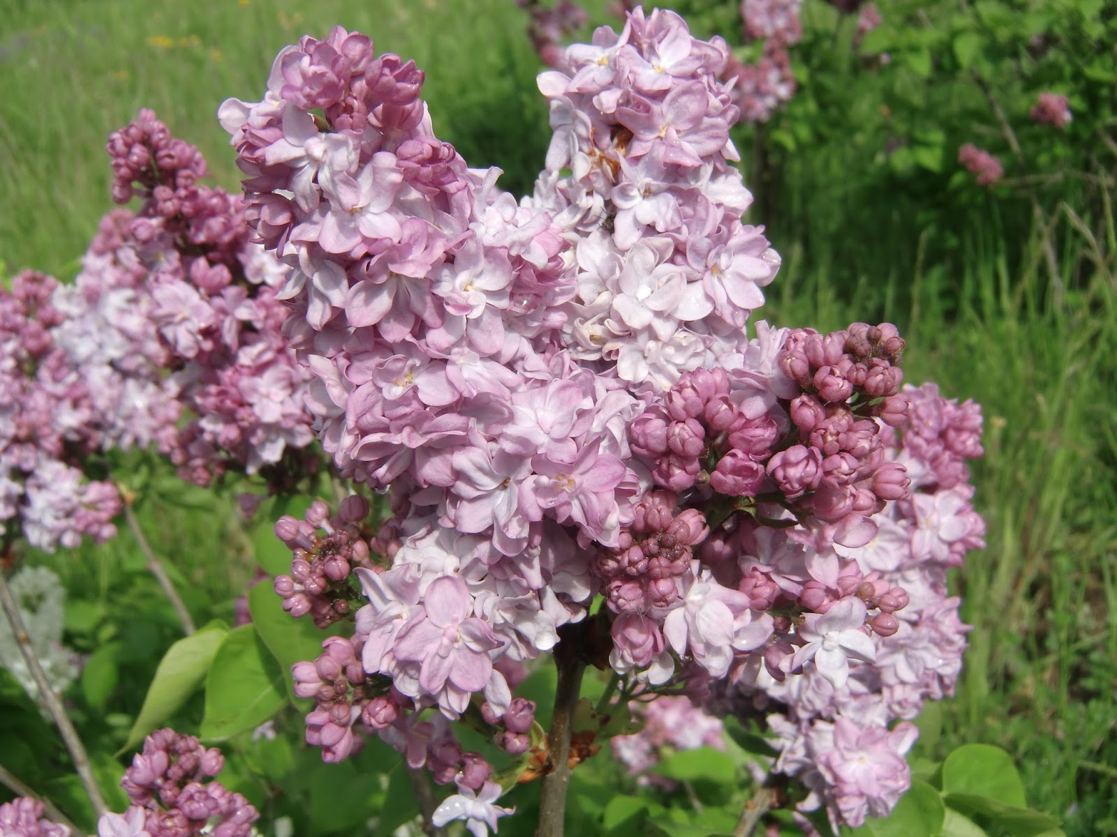 Plantas de Huerta Otea, Salamanca: Lilo, lila (Syringa vulgaris)