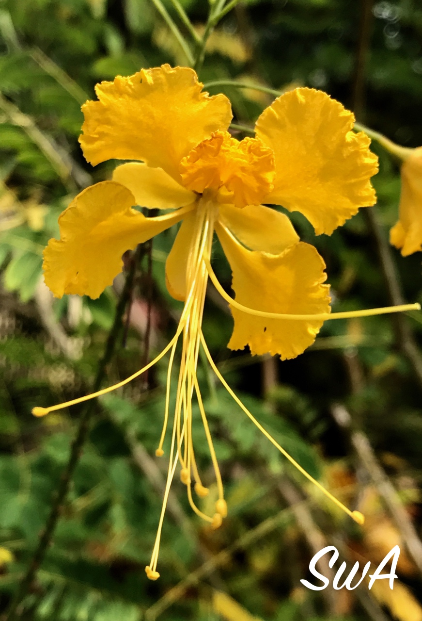 Tropical Biodiversity - Santarém - Pará - Brasil: Cipoal - Pouso Alto ...