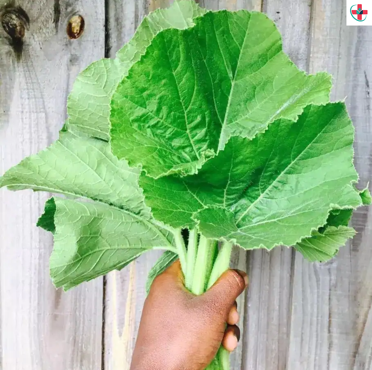 Women Should Eat Pumpkin Leaves More See Why women-should-eat-pumpkin-leaves-more-see-why