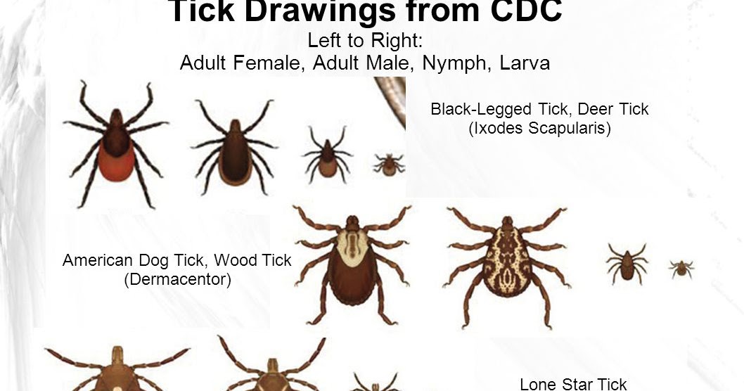 Tick identification lyme disease - pingjery