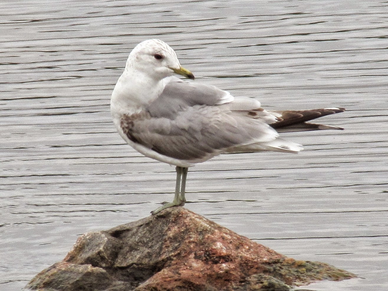 Maanantain lintukuvat