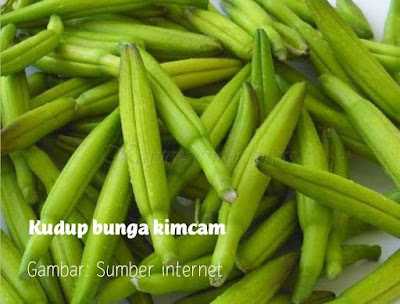 Nur Hafizah Sharudin's Blog: POKOK BUNGA KIMCAM: BUNGA DIMAKAN, AKAR ...