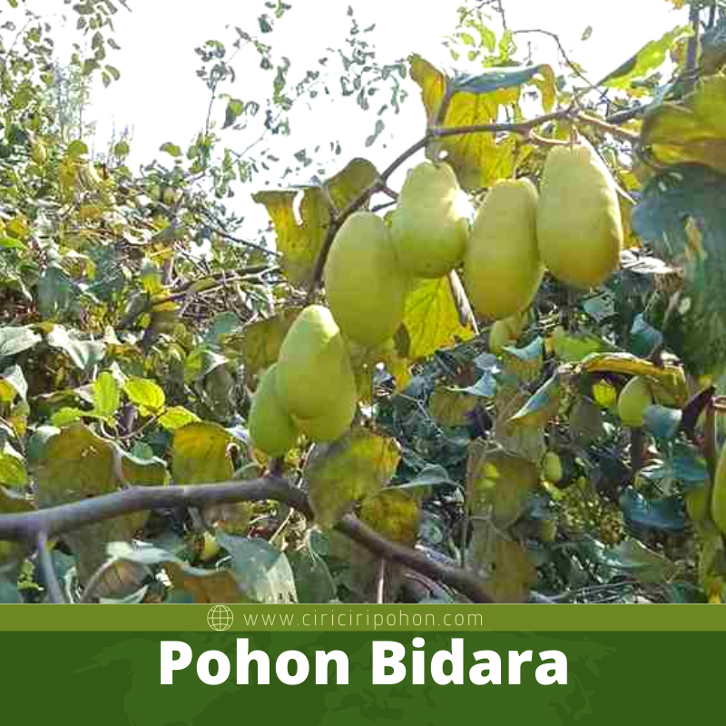 Dimana Anda Bisa Mendapatkan Pohon Bidara? - Ciriciripohon.com