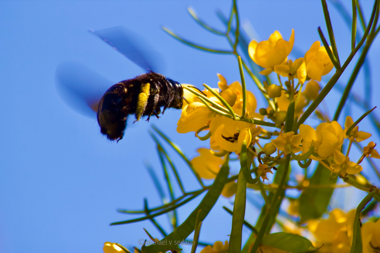 La Bloga: Beauty Break: Birds & Bees