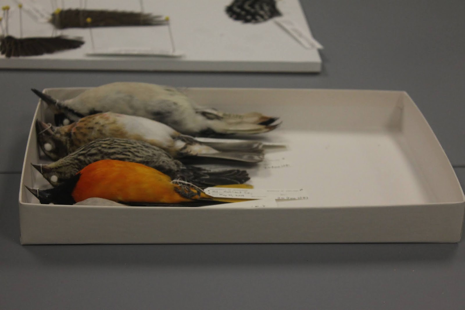 Your Green Genes: Topics in the Environment and Genetics: Environmental ...