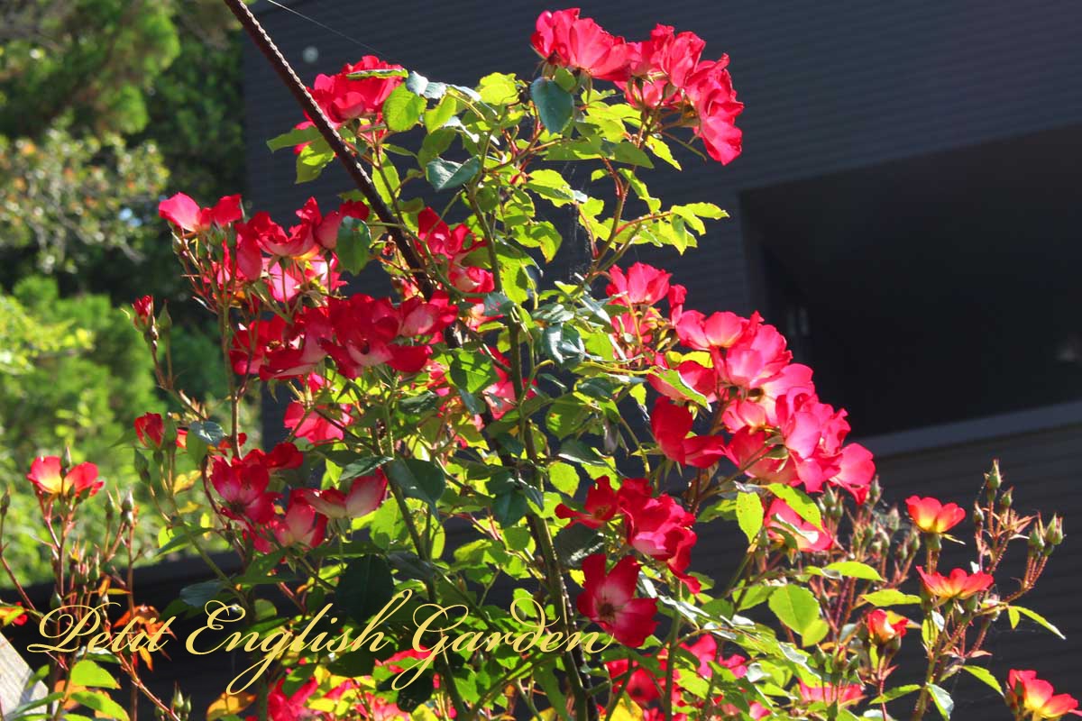 Petit English Garden of MARPLE & POIROT: RED CLIMBING ROSE 'COCKTAIL ...