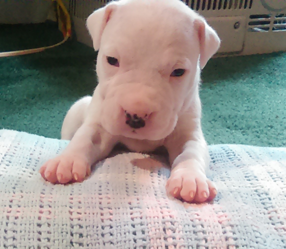 Yo Amo Dogos aka Yo Amor Dogos: Meet Wiolet and Lulu Bella Female Dogo ...