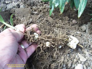 GardenerScott: How to Propagate Lilies