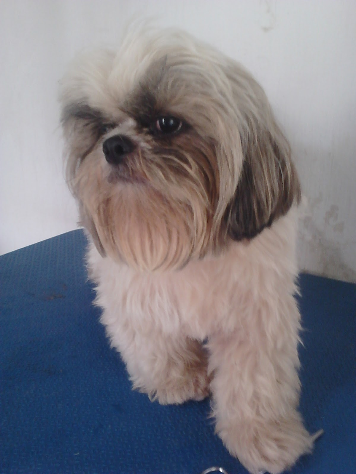 Pet Salon Suzana Lopes: Tosa bebê