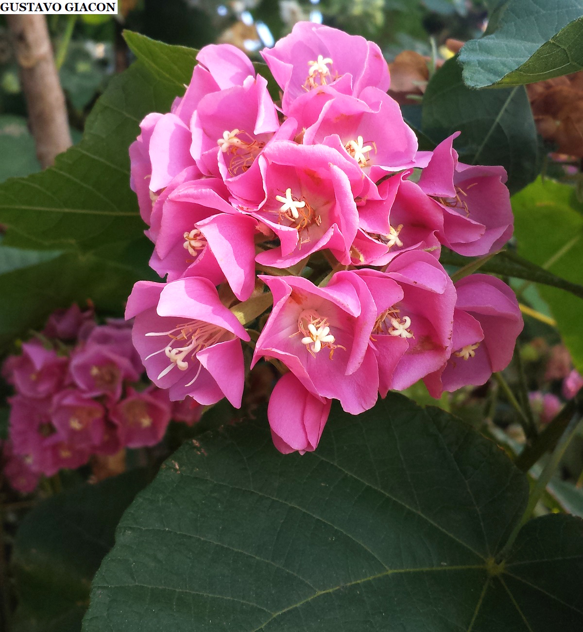 Viveiro Ciprest - Plantas Nativas e Exóticas: Dombeia ou Astrapeia Rosa ...