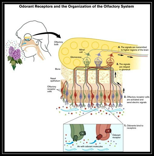 Glass Petal Smoke: Inside the Olfactory Mind of Dr. Leslie Vosshall