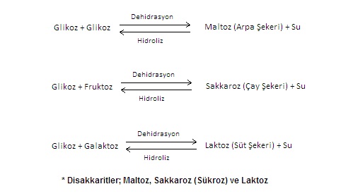 BİYOLOJİK BİLİMLER: CANLILARIN YAPISINDA BULUNAN TEMEL BİLEŞİKLER 2 ...