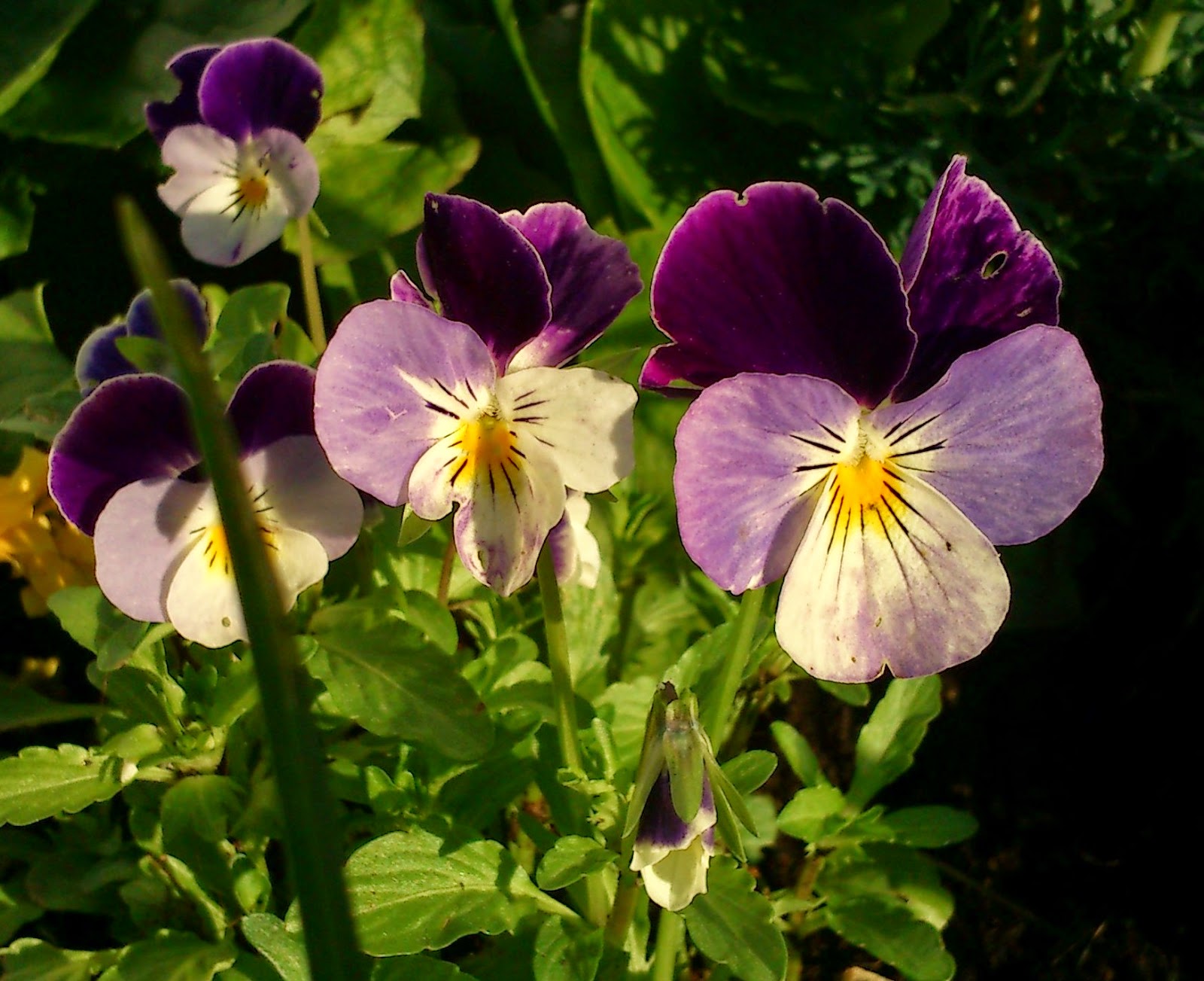 Selvsådde stemor