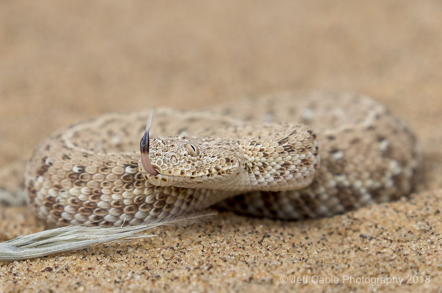 Jeff Cable's Blog: Namibia Photo Tour: Photographing snakes, chameleons ...