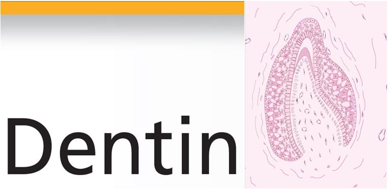 Dentin 1 (dentin structure) l Oral histology and biology MCQs for ...